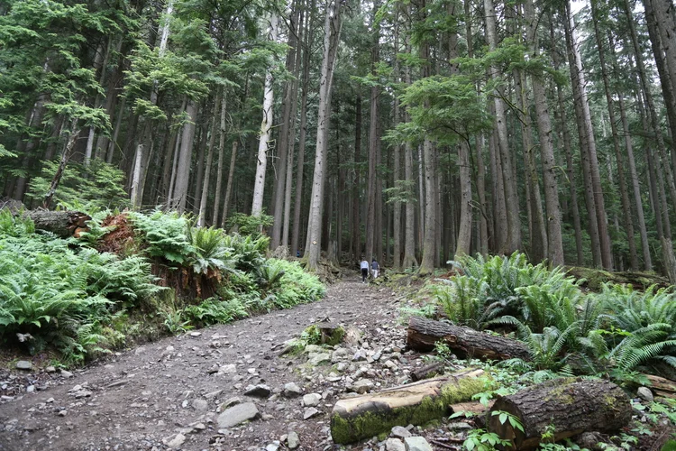 Grouse Grind: That Time Our Legs Stopped Working — Rain or Shine Guides