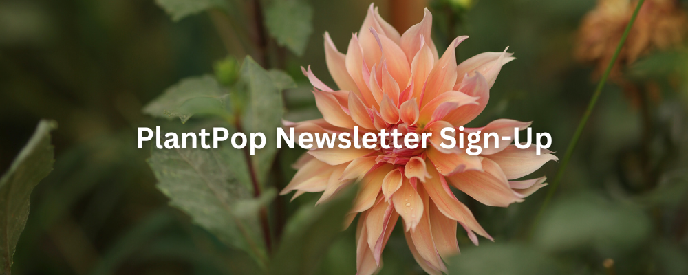 NEWSLETTER — PlantPop