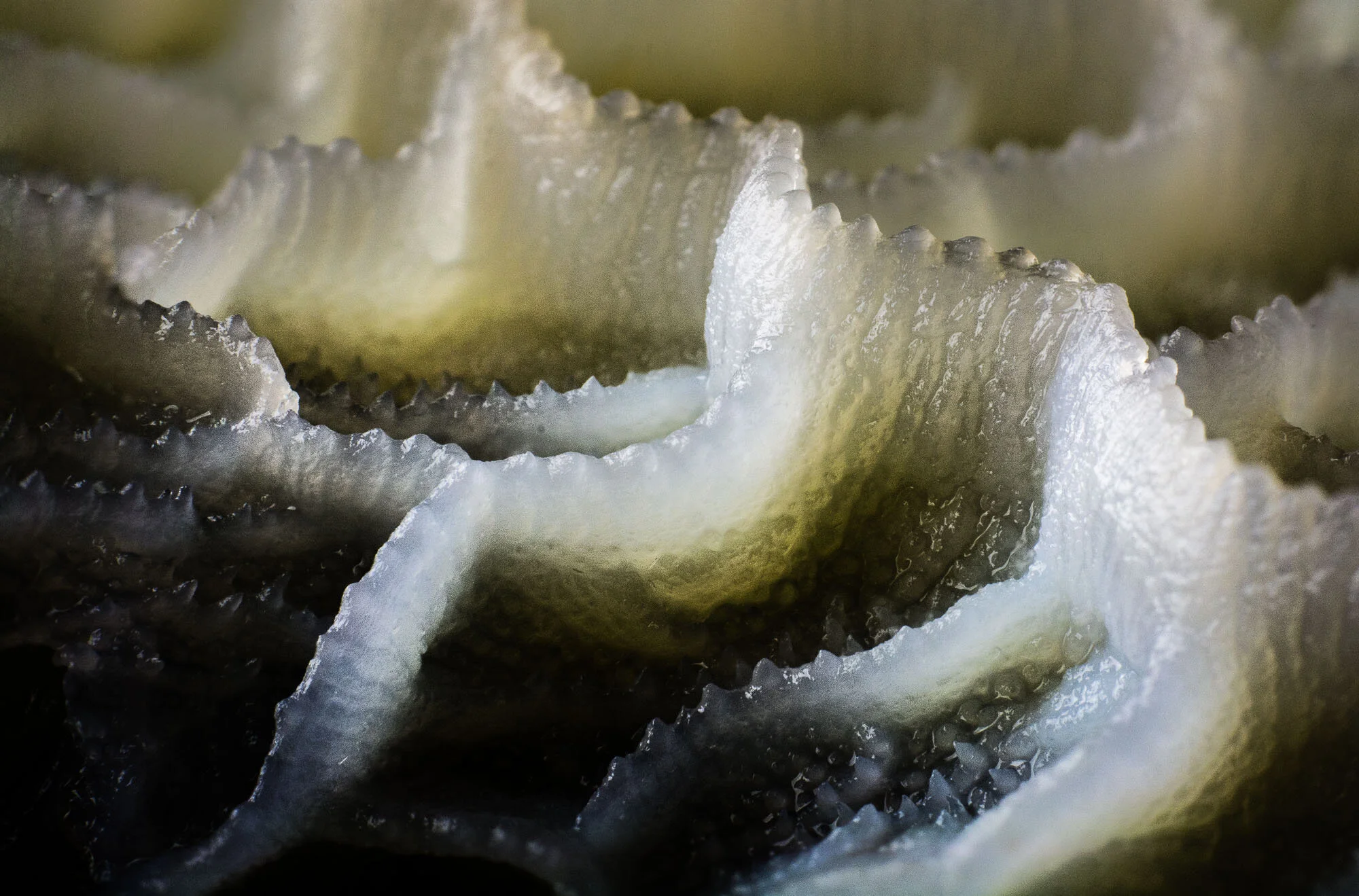 Neal Auch-Landscapes of Flesh