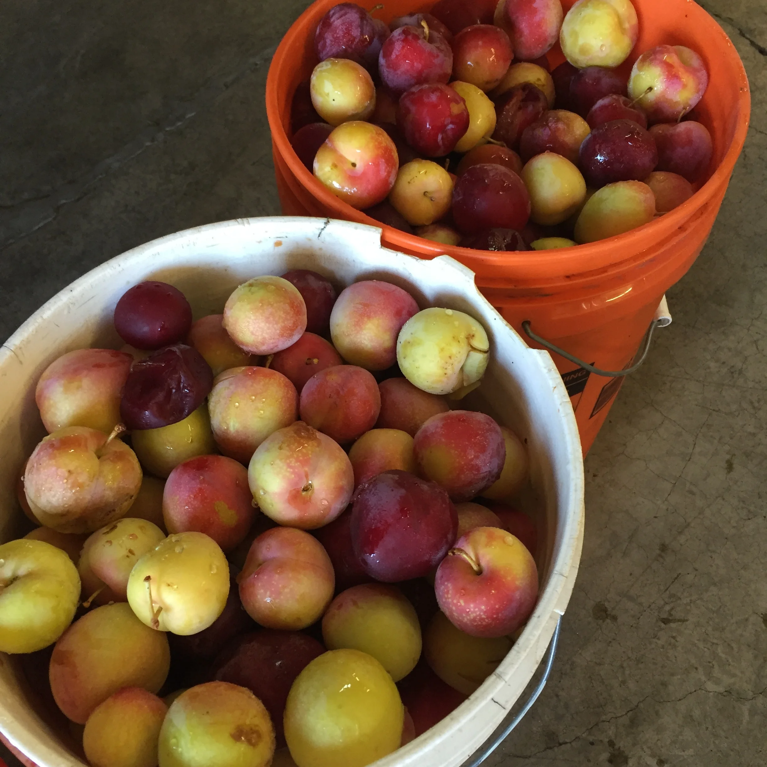 Get to know your beer: Plum in Love — Alesong Brewing & Blending