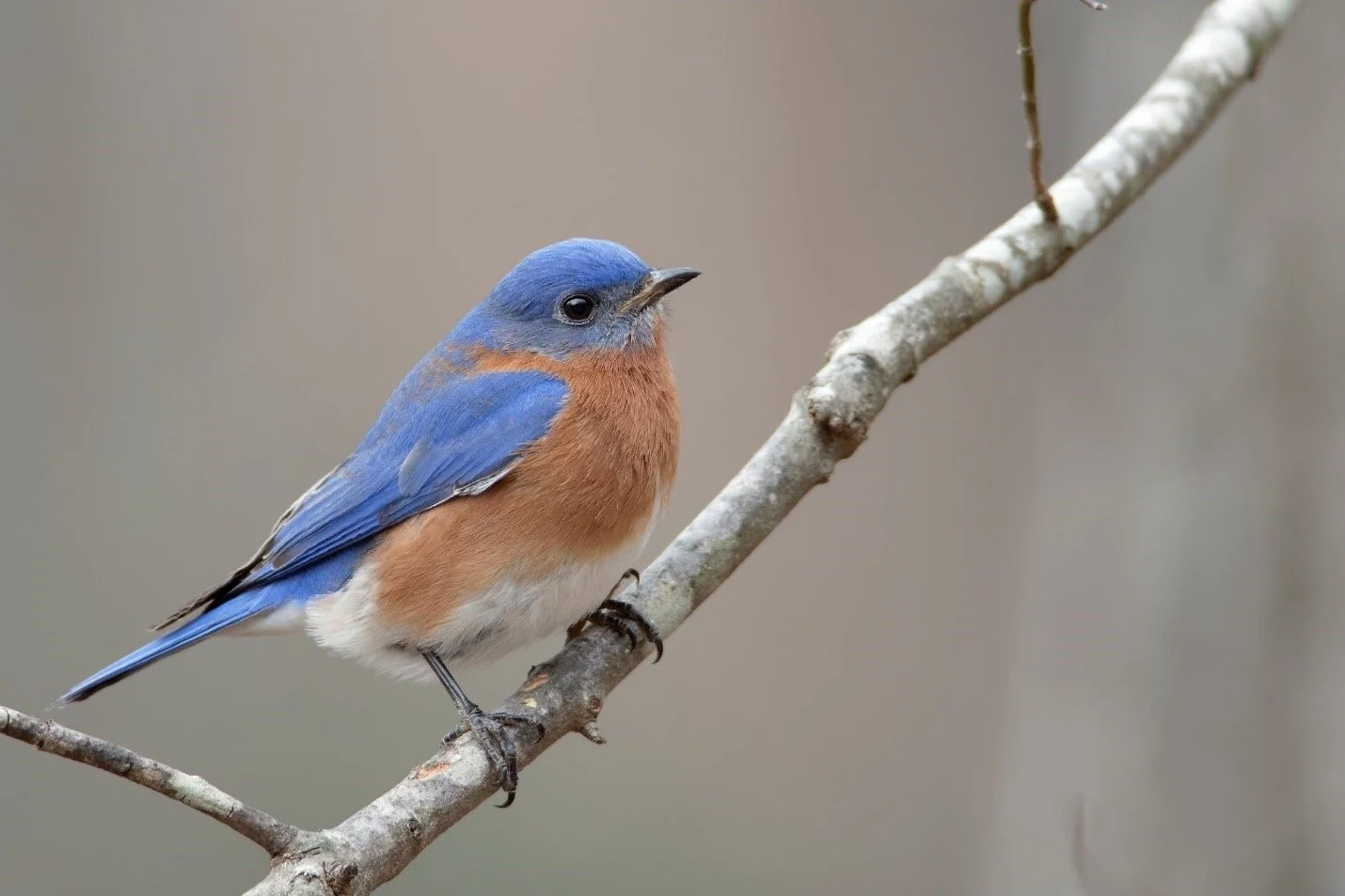 Bluebird Award — The Longings Project
