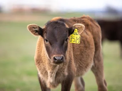 Fullblood Registered Wagyu Cows & Heifers for Sale