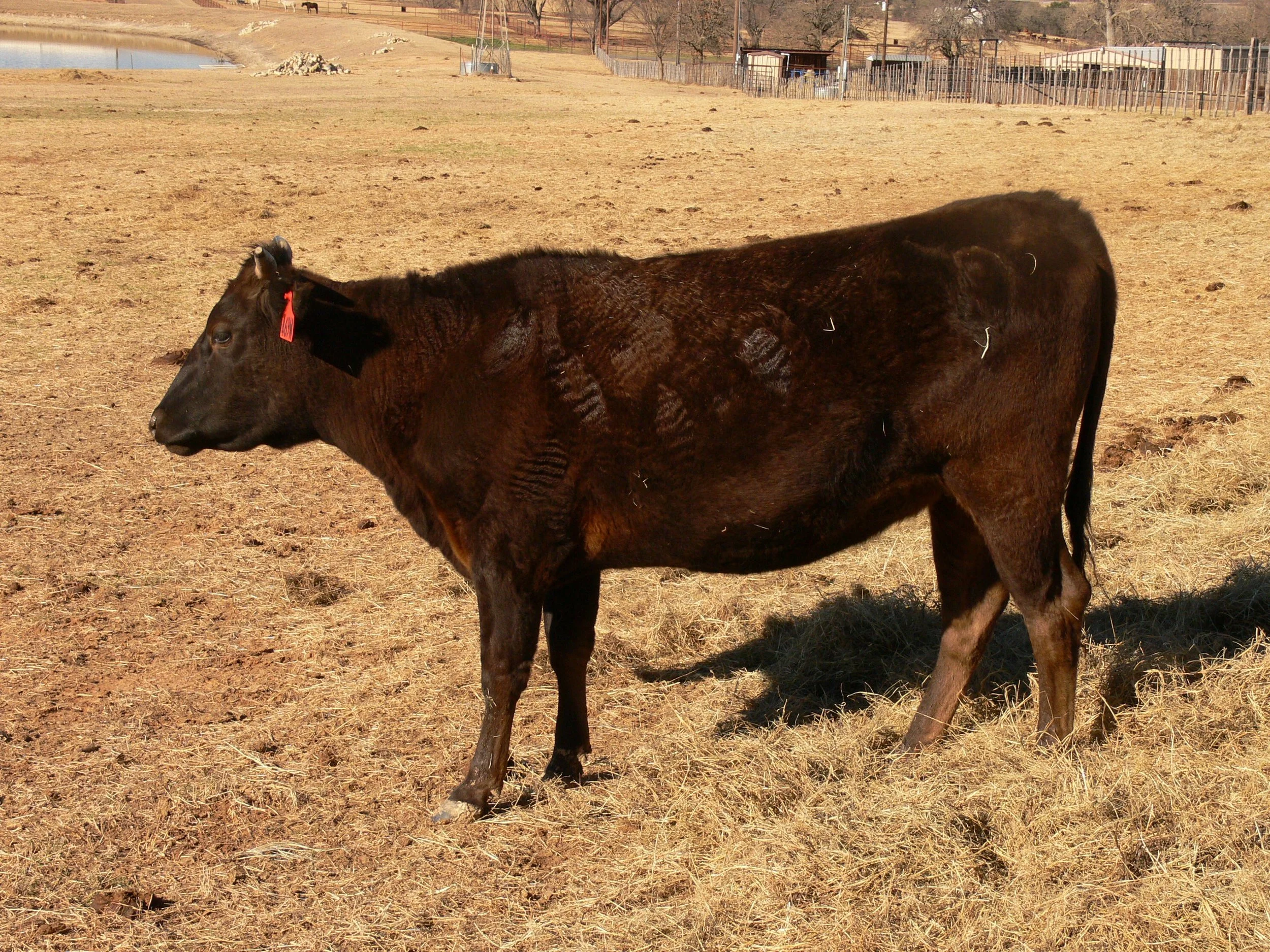 Fullblood Registered Wagyu Cows & Heifers for Sale