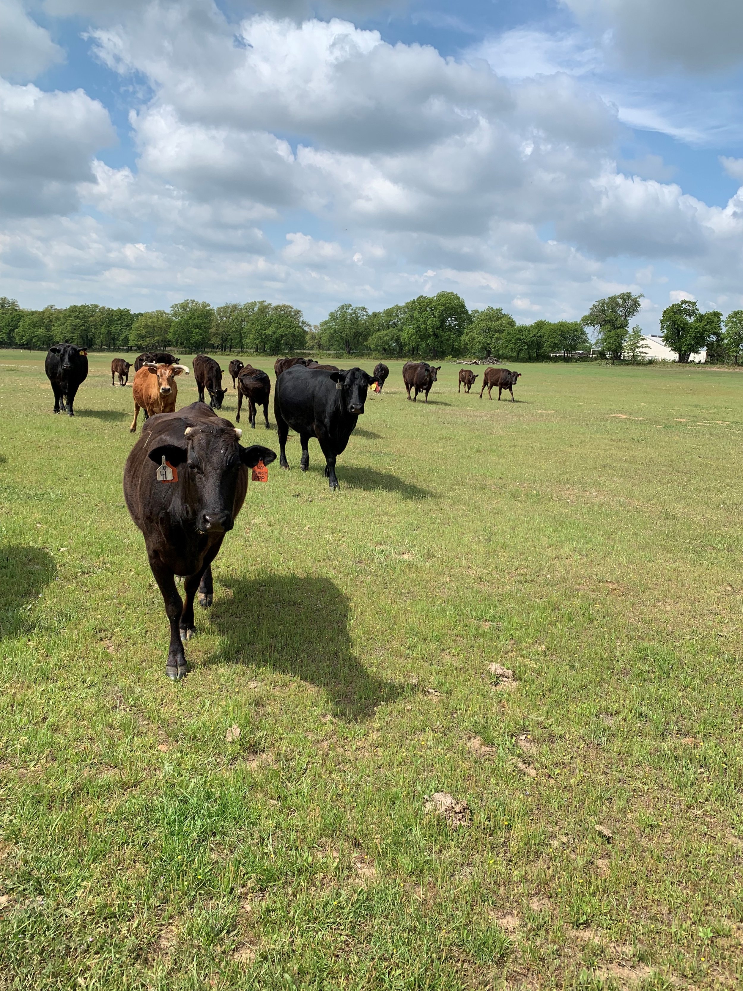 Fullblood Registered Wagyu Cows & Heifers for Sale