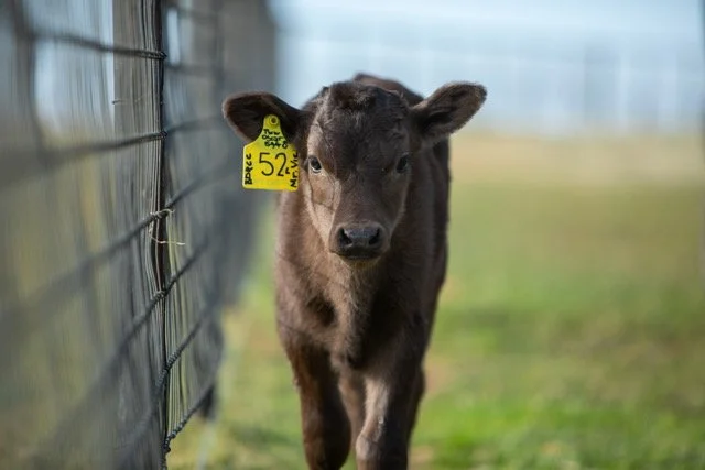 Fullblood Registered Wagyu Cows & Heifers for Sale