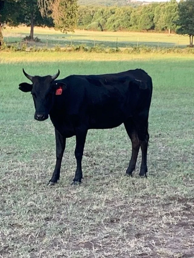 Fullblood Registered Wagyu Cows & Heifers for Sale