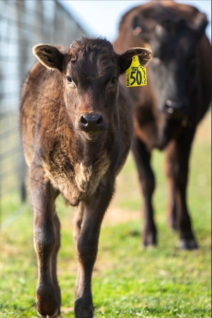 Fullblood Registered Wagyu Cows & Heifers for Sale