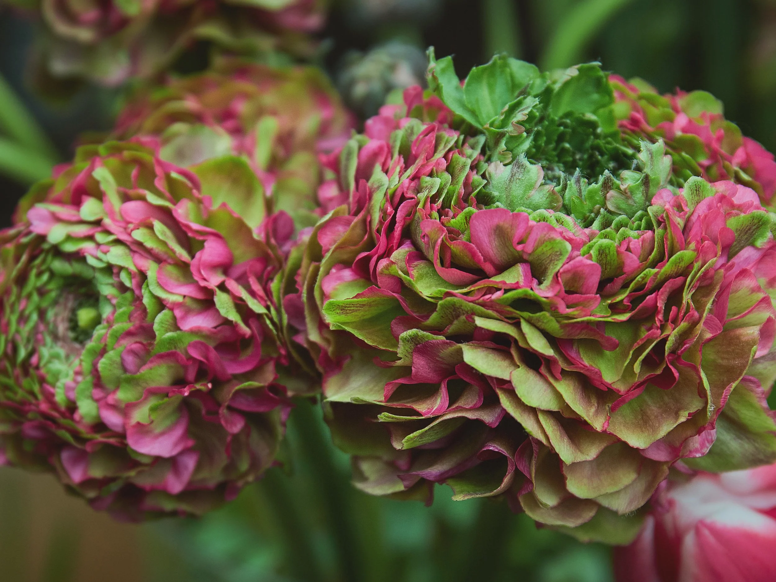 Ranunculus — Pleasant Hills Farm