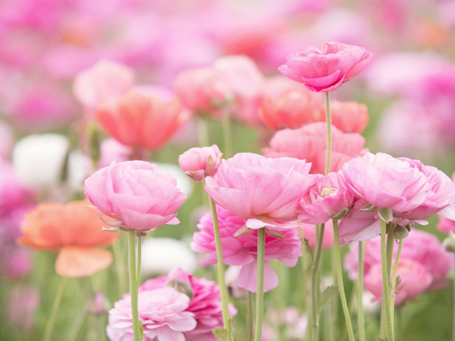 Grow Ranunculus — Pleasant Hills Farm