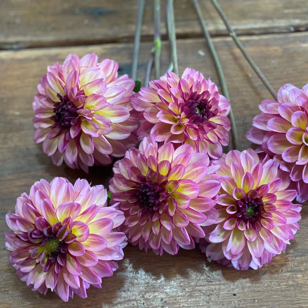 Lady Of The Dahlias
