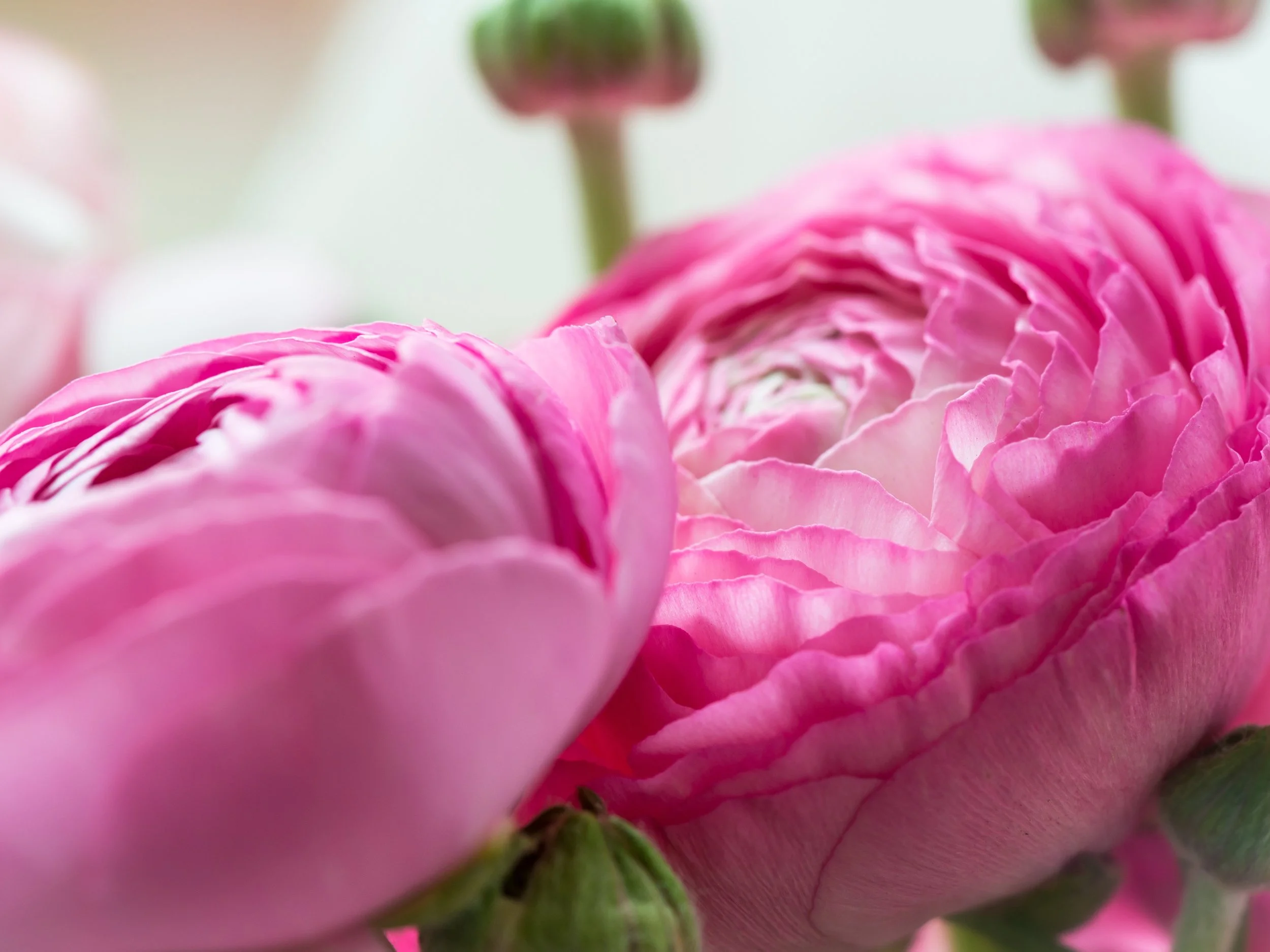 Ranunculus — Pleasant Hills Farm