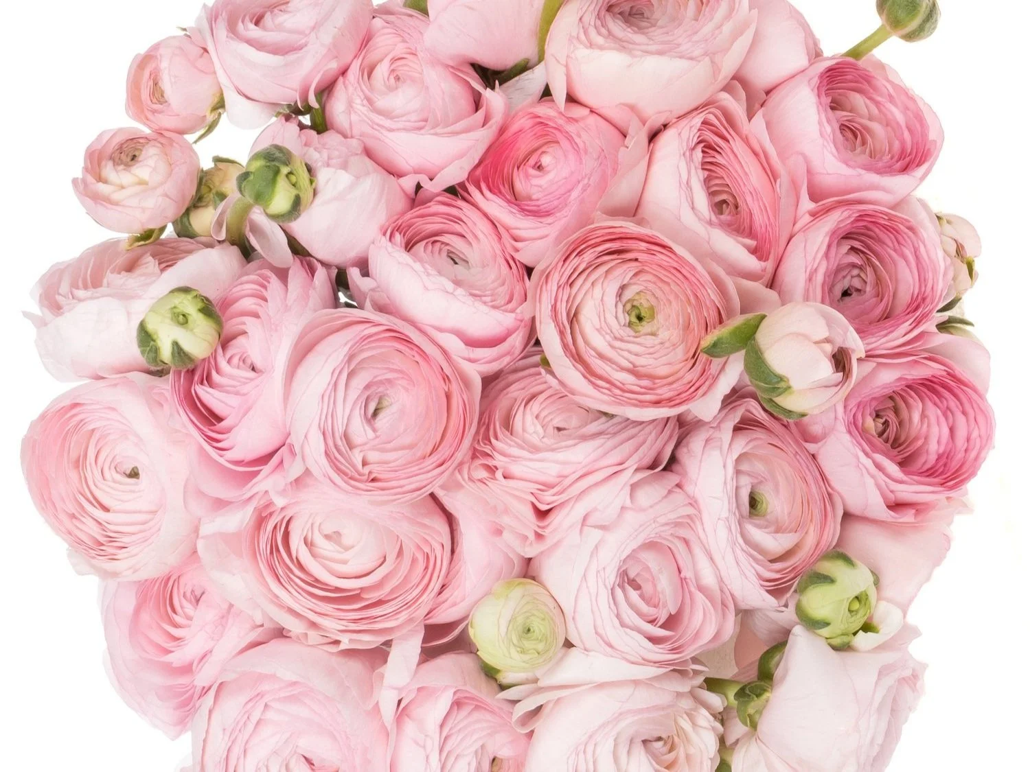 Ranunculus — Pleasant Hills Farm