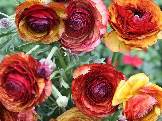 Ranunculus — Pleasant Hills Farm