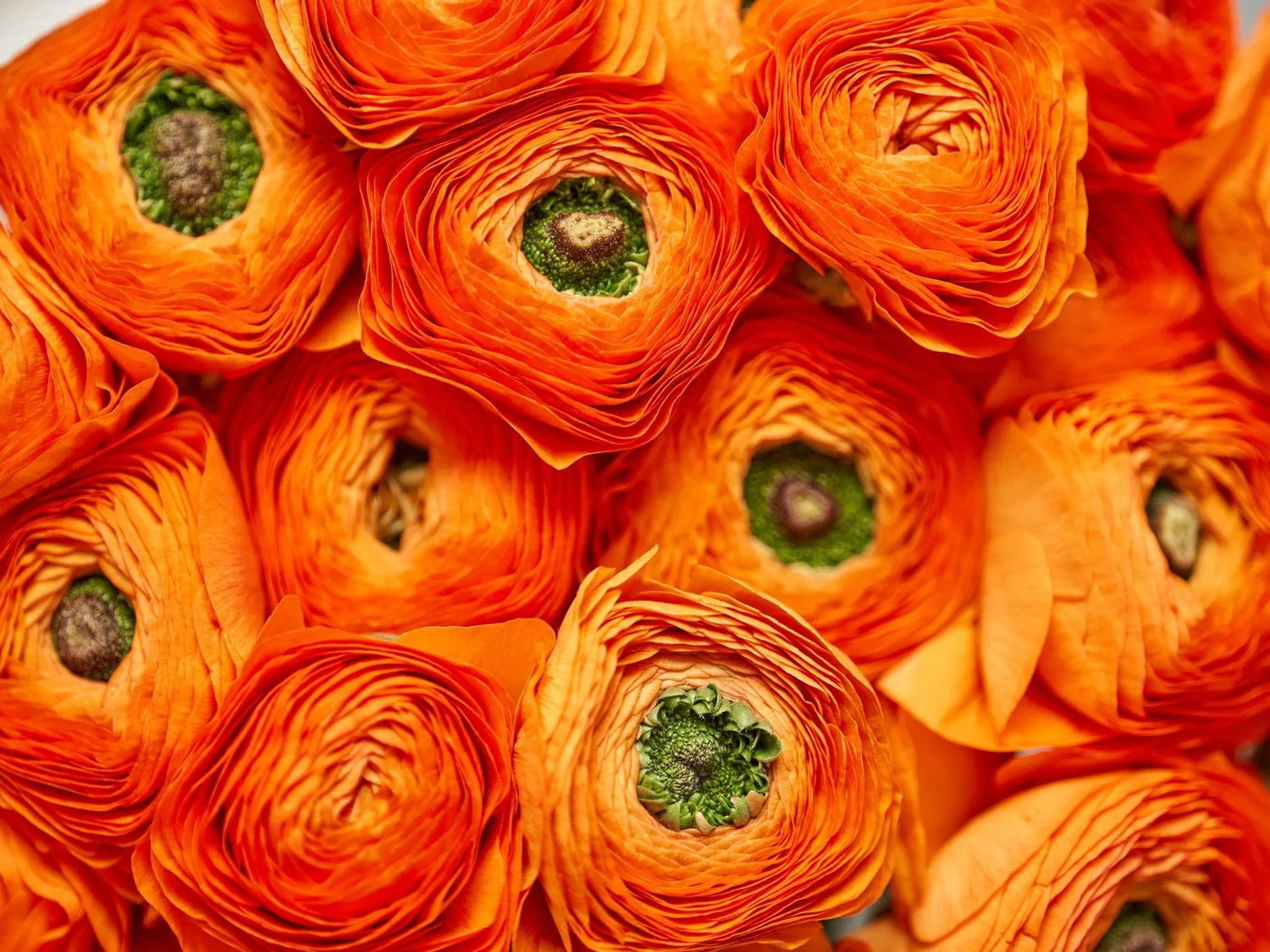 Ranunculus — Pleasant Hills Farm