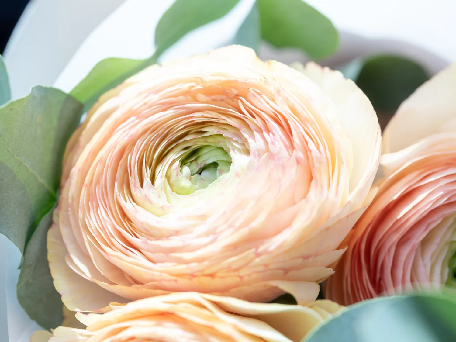 Ranunculus — Pleasant Hills Farm