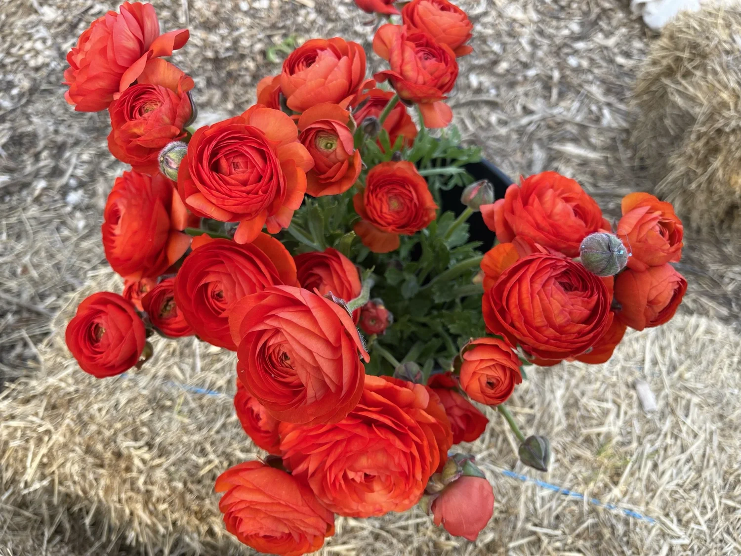 Ranunculus — Pleasant Hills Farm
