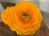 Ranunculus — Pleasant Hills Farm