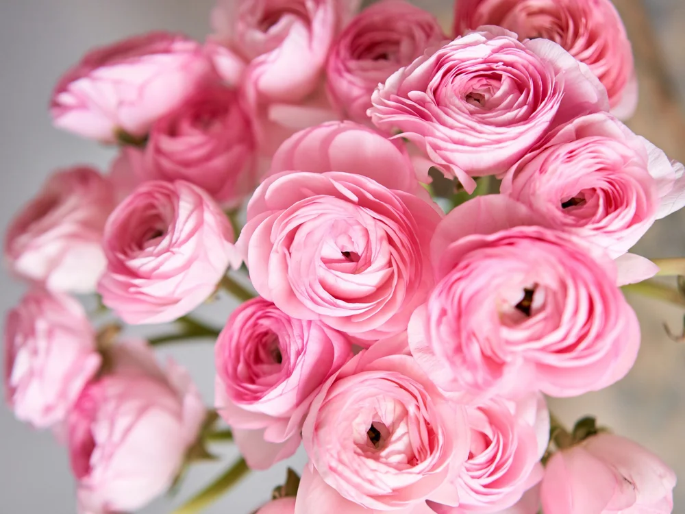 Ranunculus — Pleasant Hills Farm