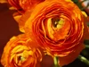 Ranunculus — Pleasant Hills Farm