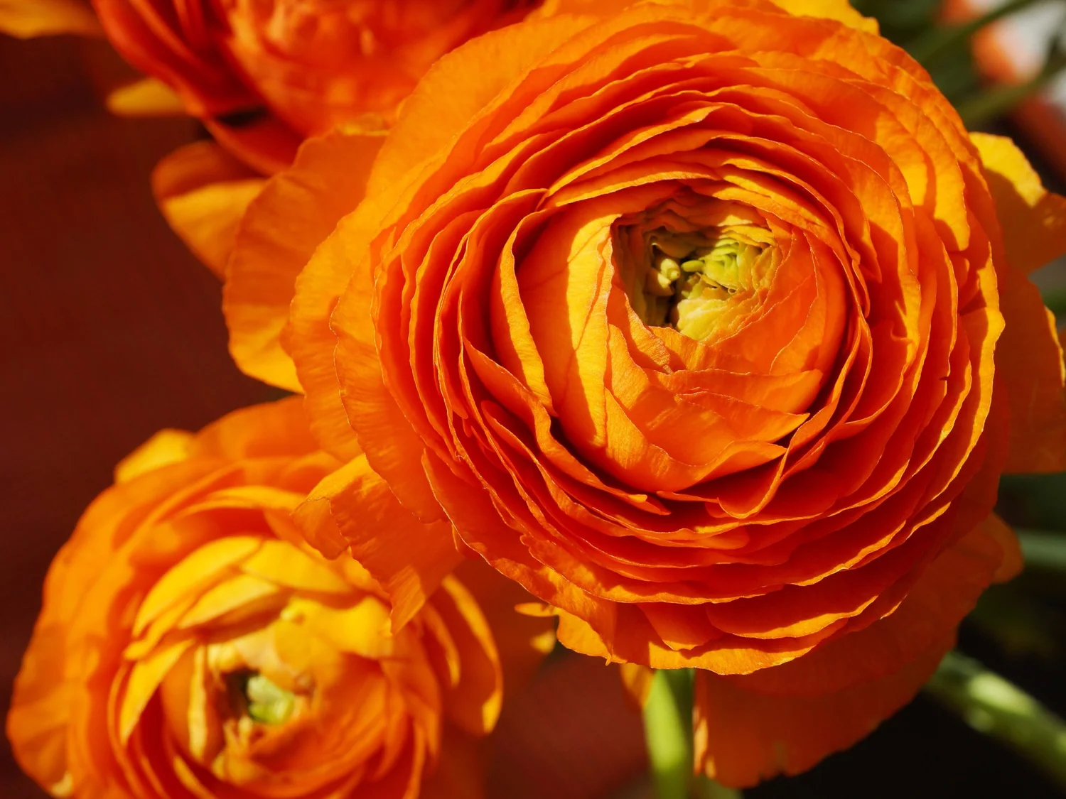 Ranunculus — Pleasant Hills Farm