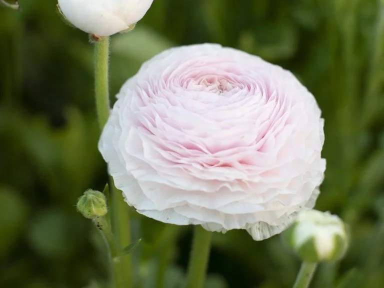 Ranunculus — Pleasant Hills Farm