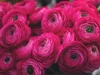 Ranunculus — Pleasant Hills Farm