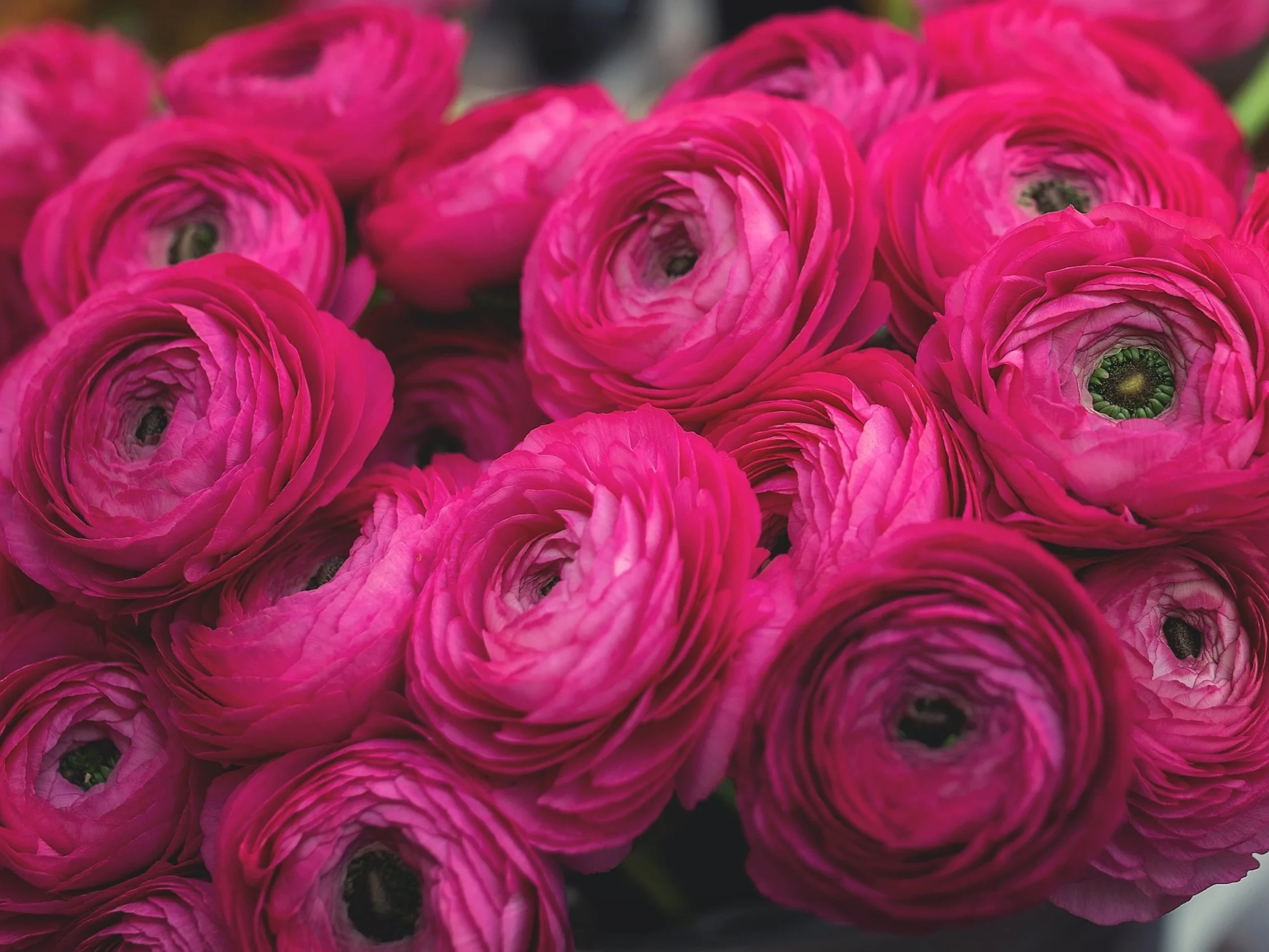 Ranunculus — Pleasant Hills Farm