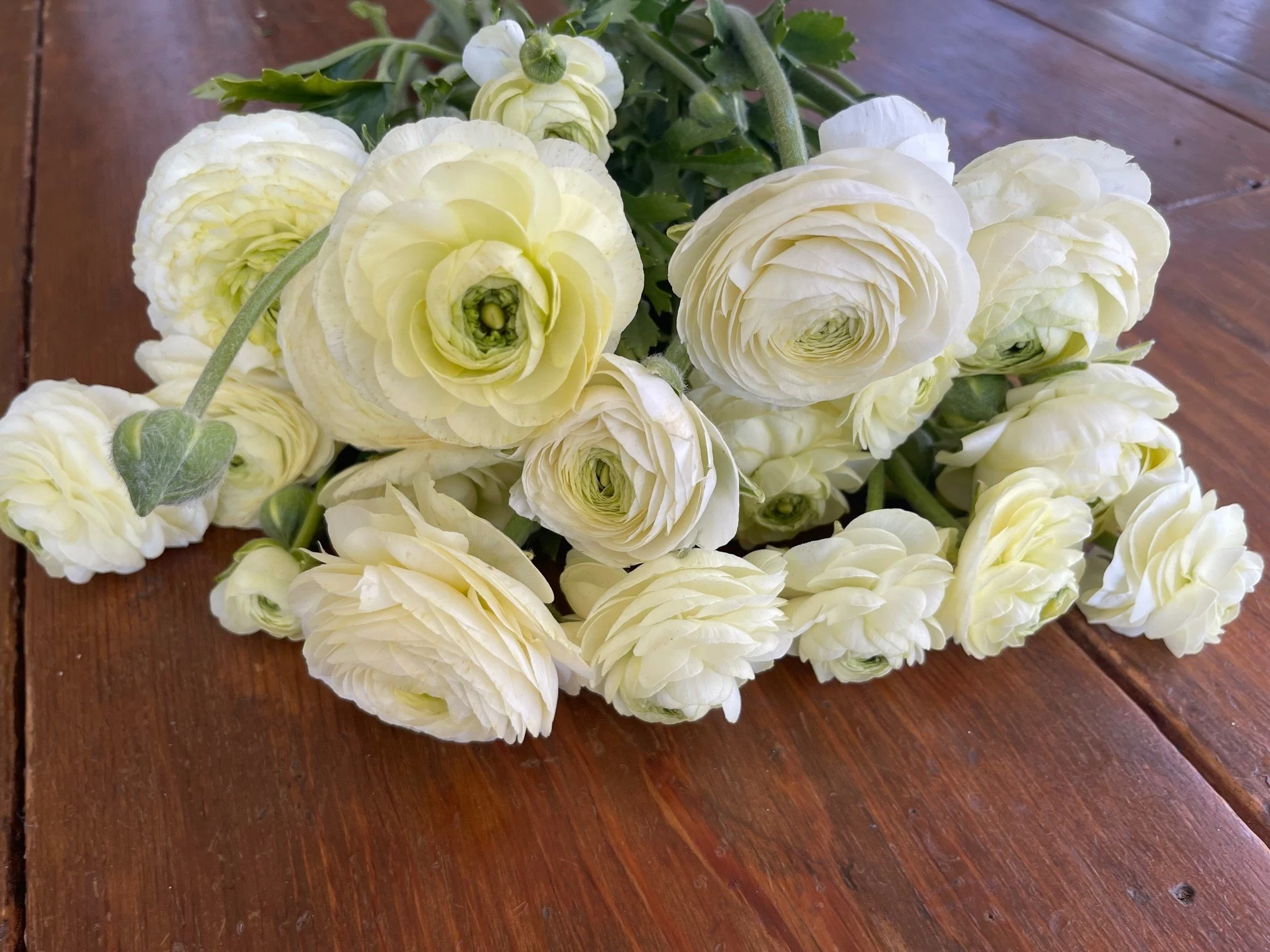 Ranunculus — Pleasant Hills Farm