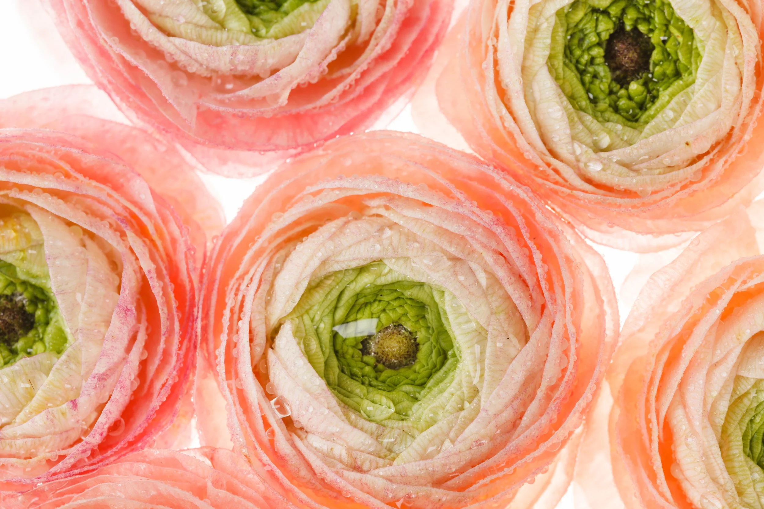 Ranunculus — Pleasant Hills Farm