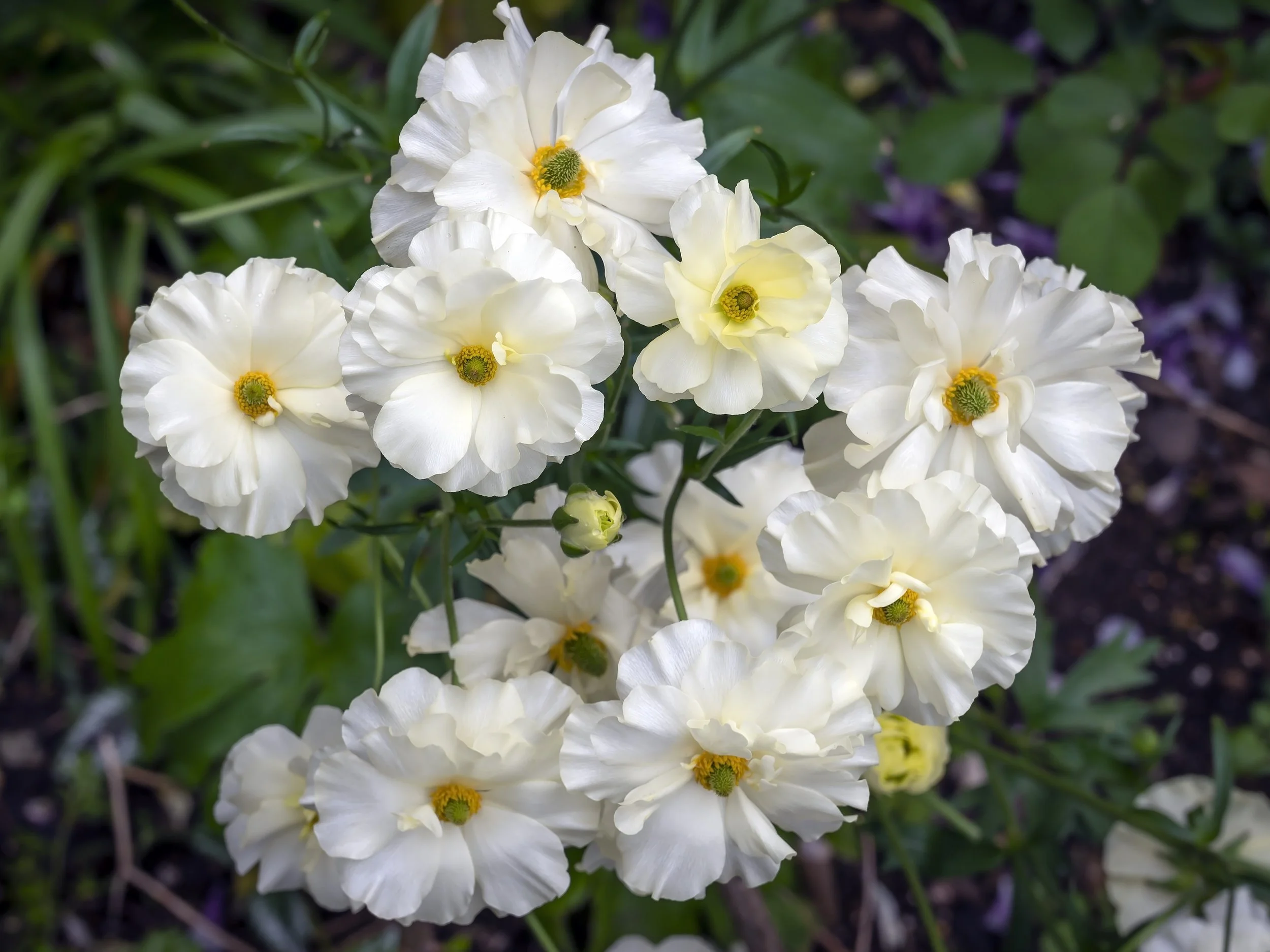 Ranunculus — Pleasant Hills Farm
