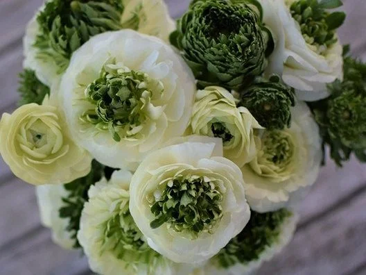 Ranunculus — Pleasant Hills Farm