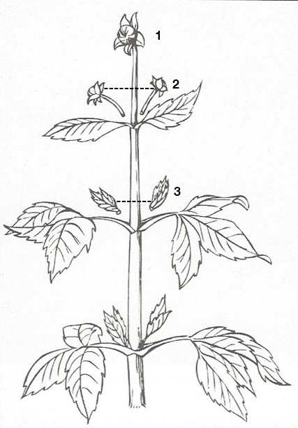 New England Dahlia Society — Months