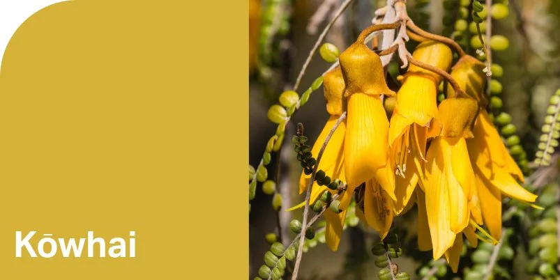 Create HPL —Plytech