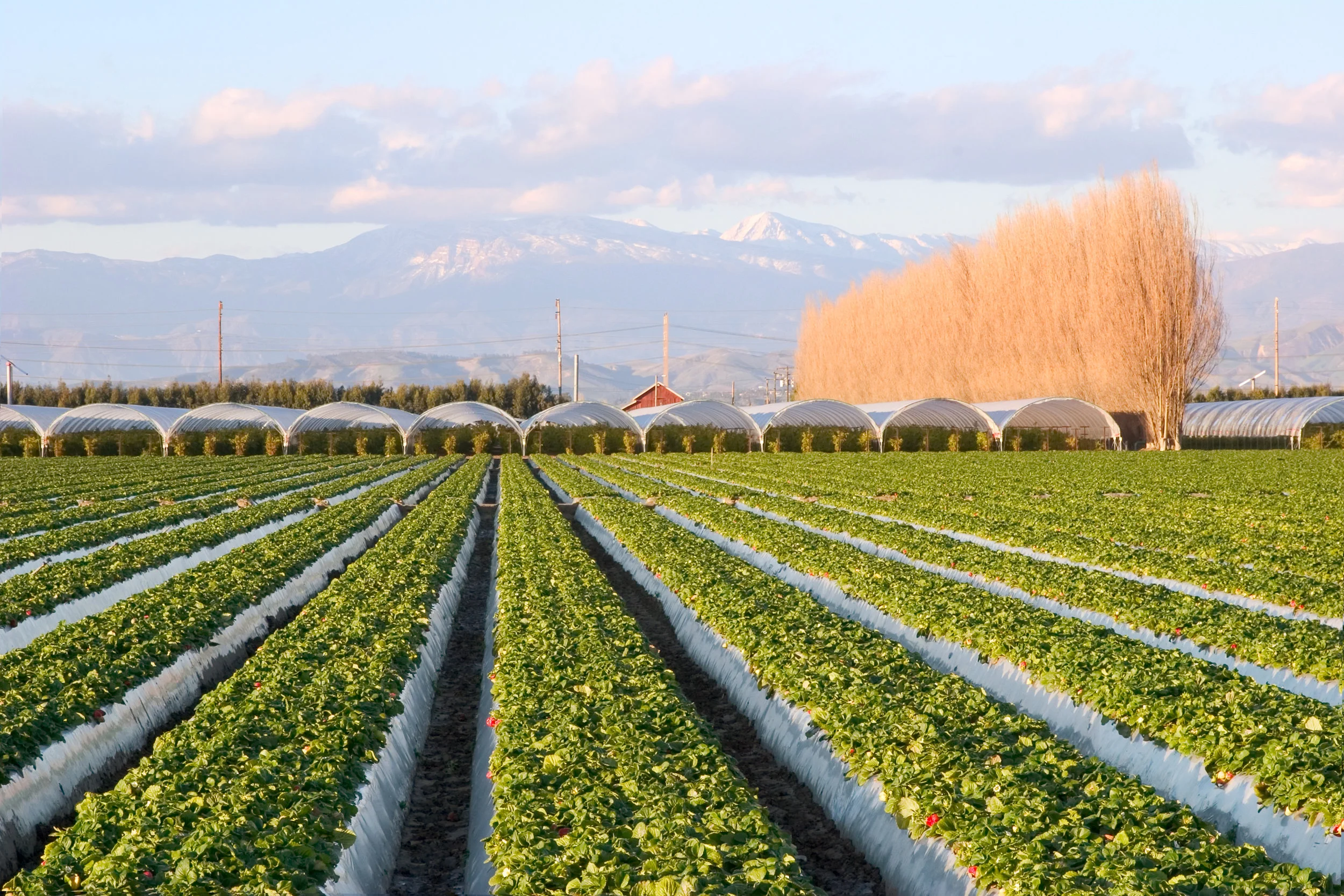 Farm Weather Forecast and Risk Management Services - WeatherMission.com