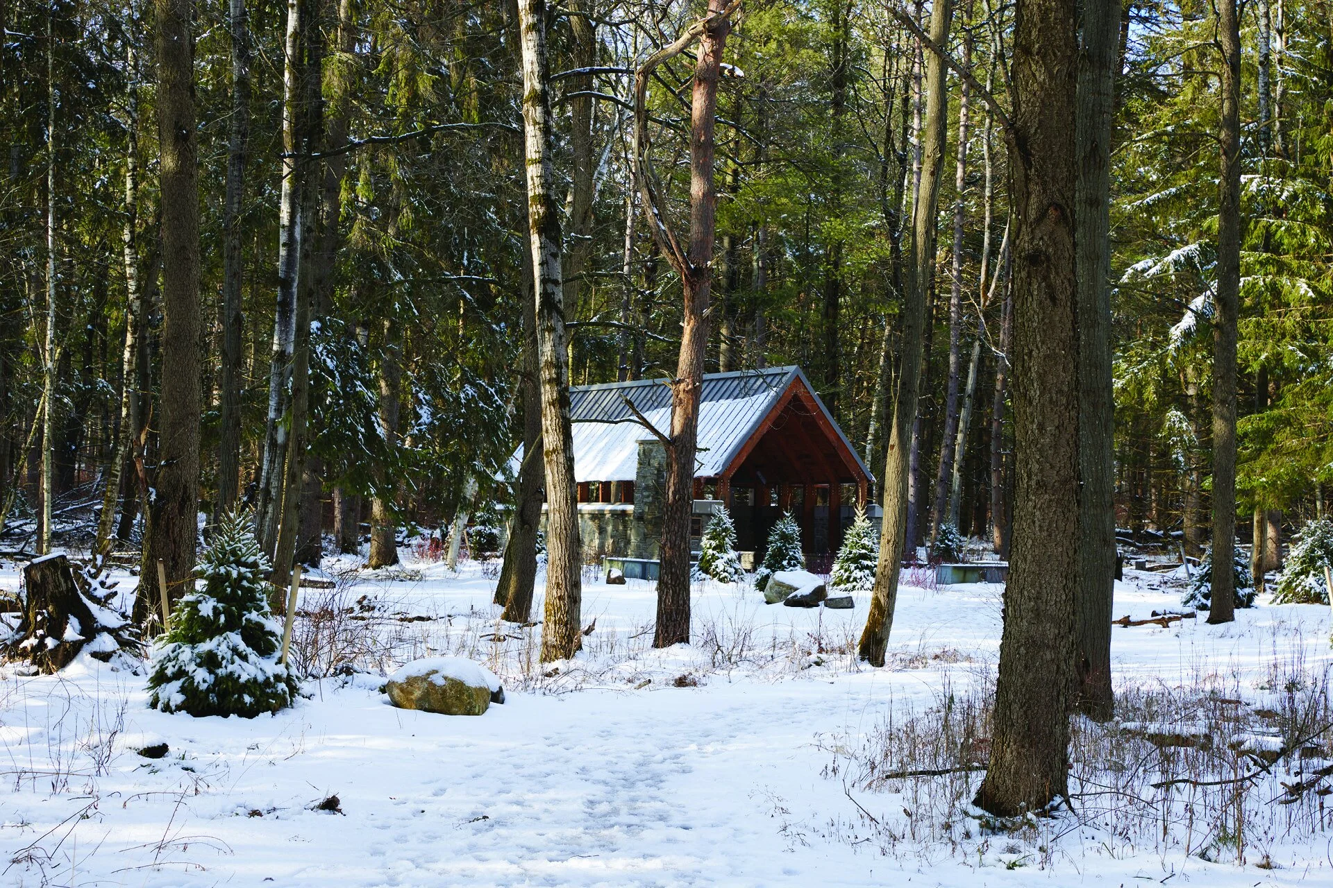 the ANT — in.site:architecture