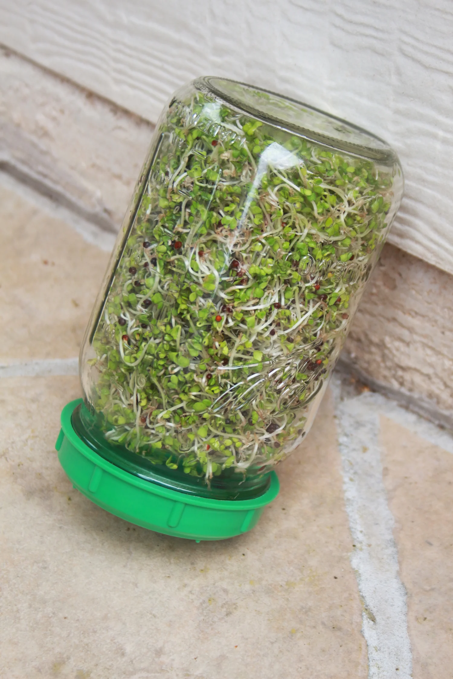 Grow Your Own Broccoli Sprouts — Flabs To Fitness