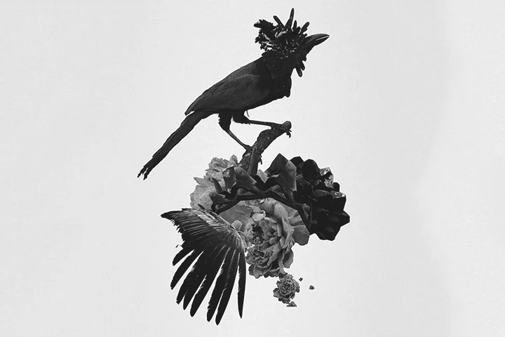 Mujuice - Metamorphosis album — DESIGNCOLLECTOR