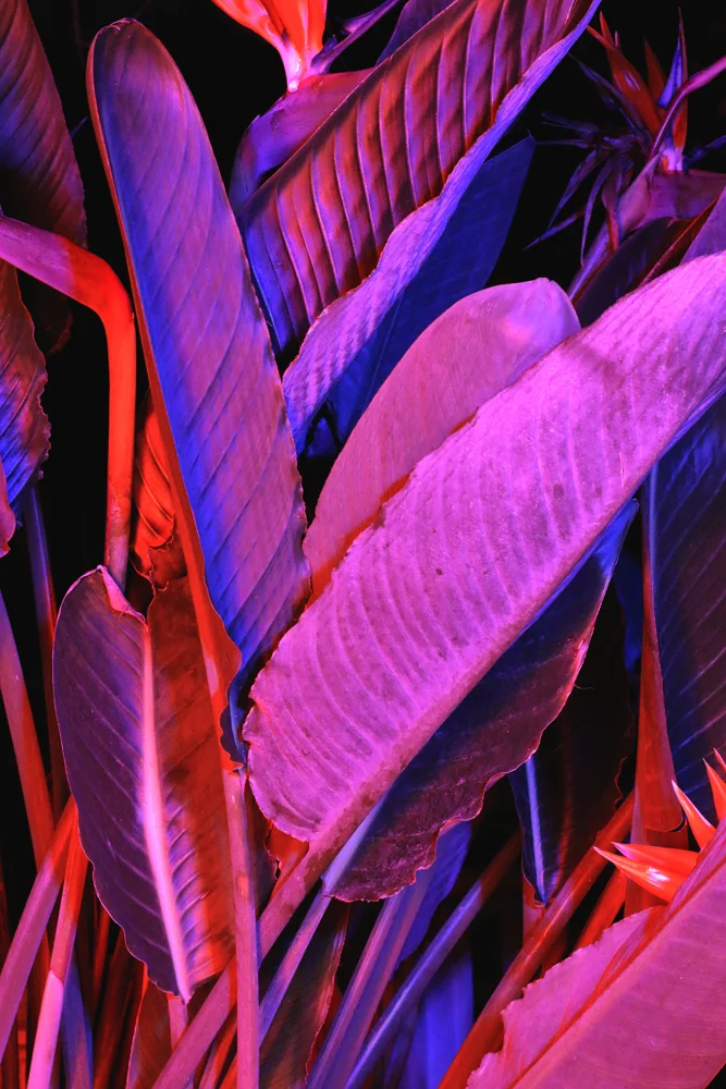 Louis MacLean Photography — DESIGNCOLLECTOR