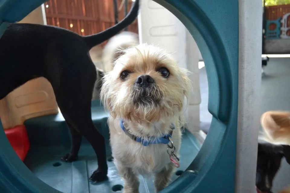 Dog Care Center, Dog Day Care & Boarding Services in Lake Oswego OR ...