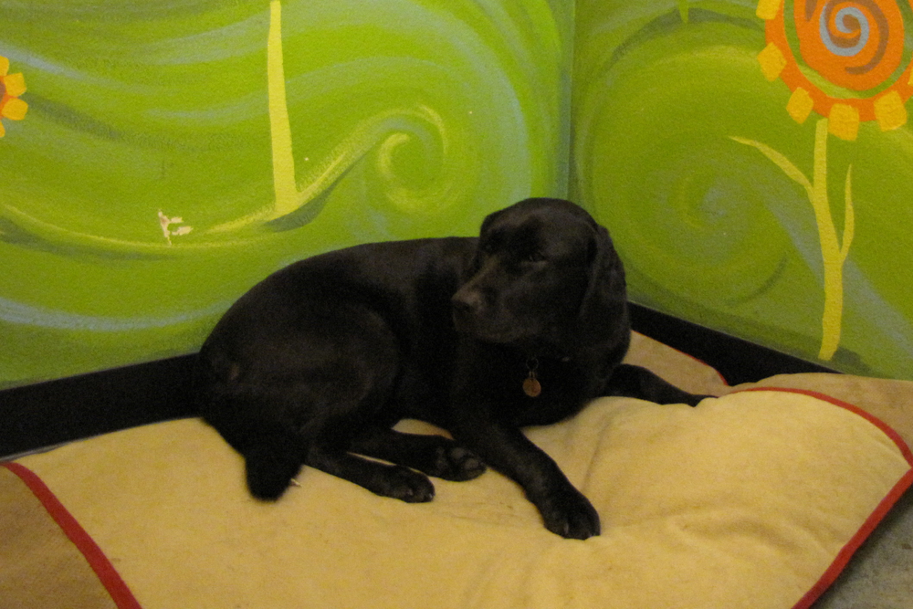 Dog Boarding Services in Lake Oswego OR, Battle Ground, WA and ...