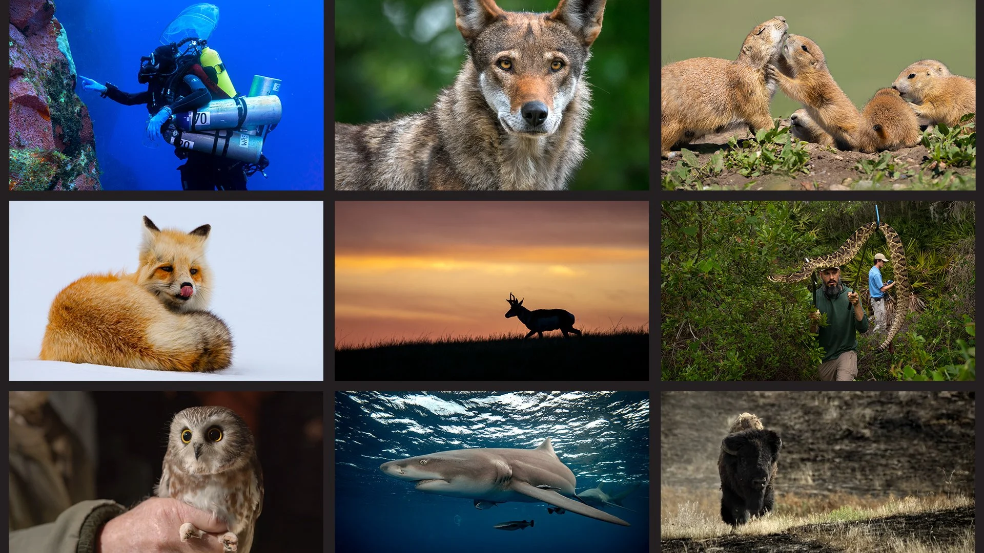 About — Running Wild Media