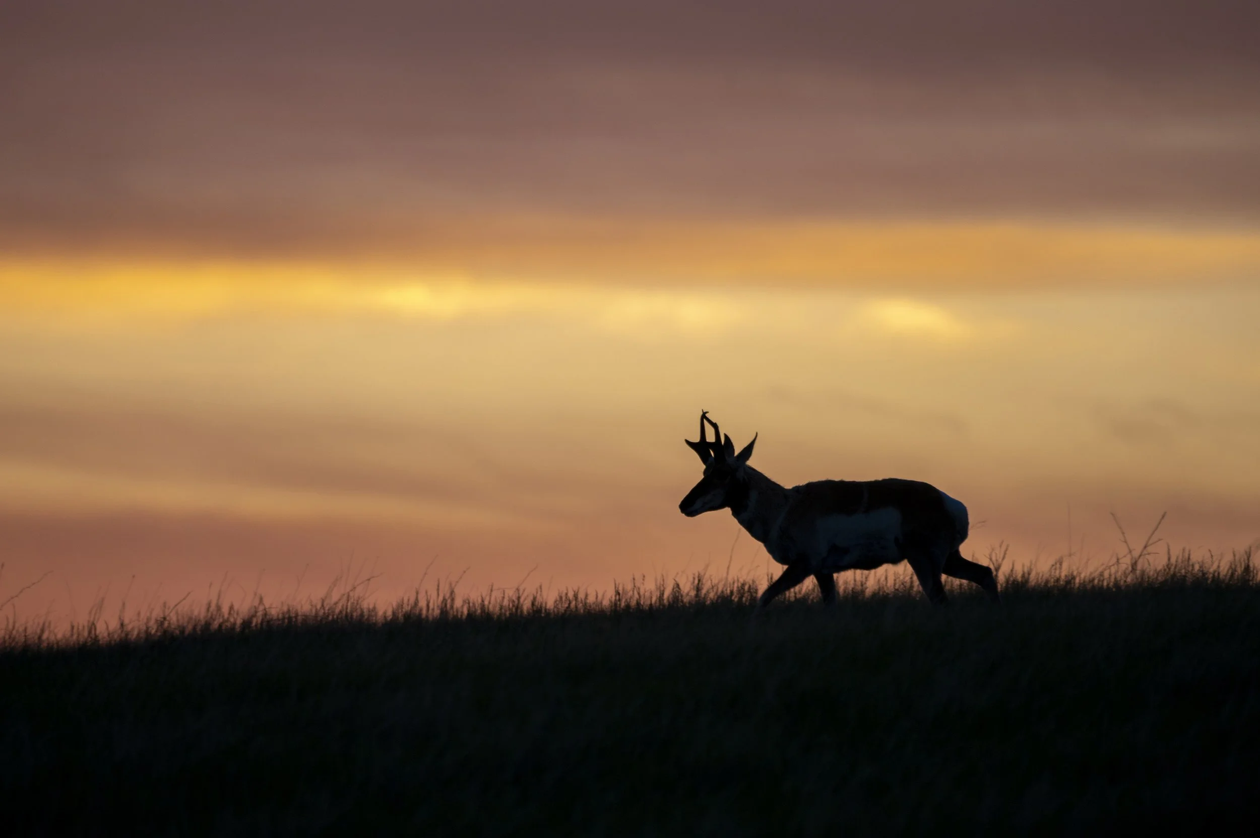 Expeditions — Running Wild Media