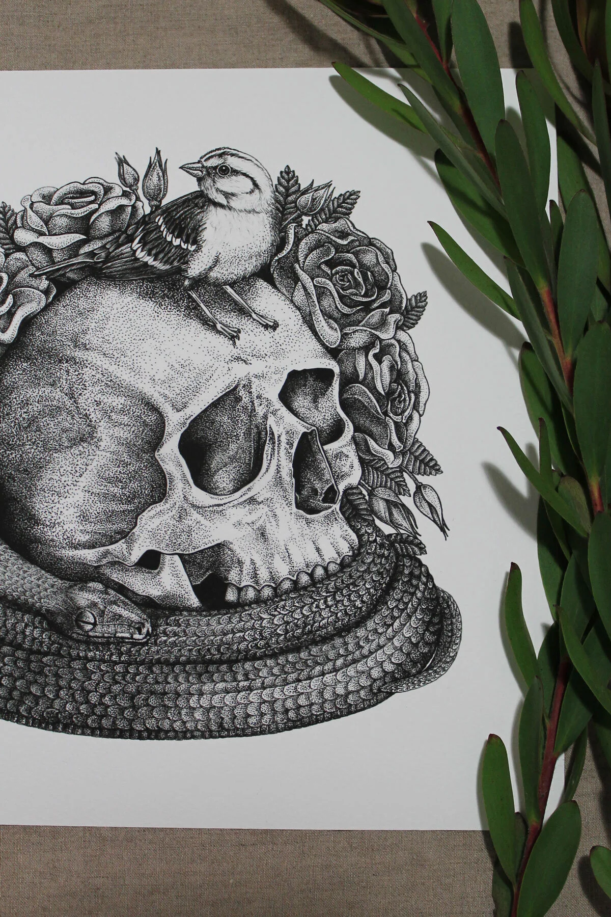 Skulls With Snake Drawings