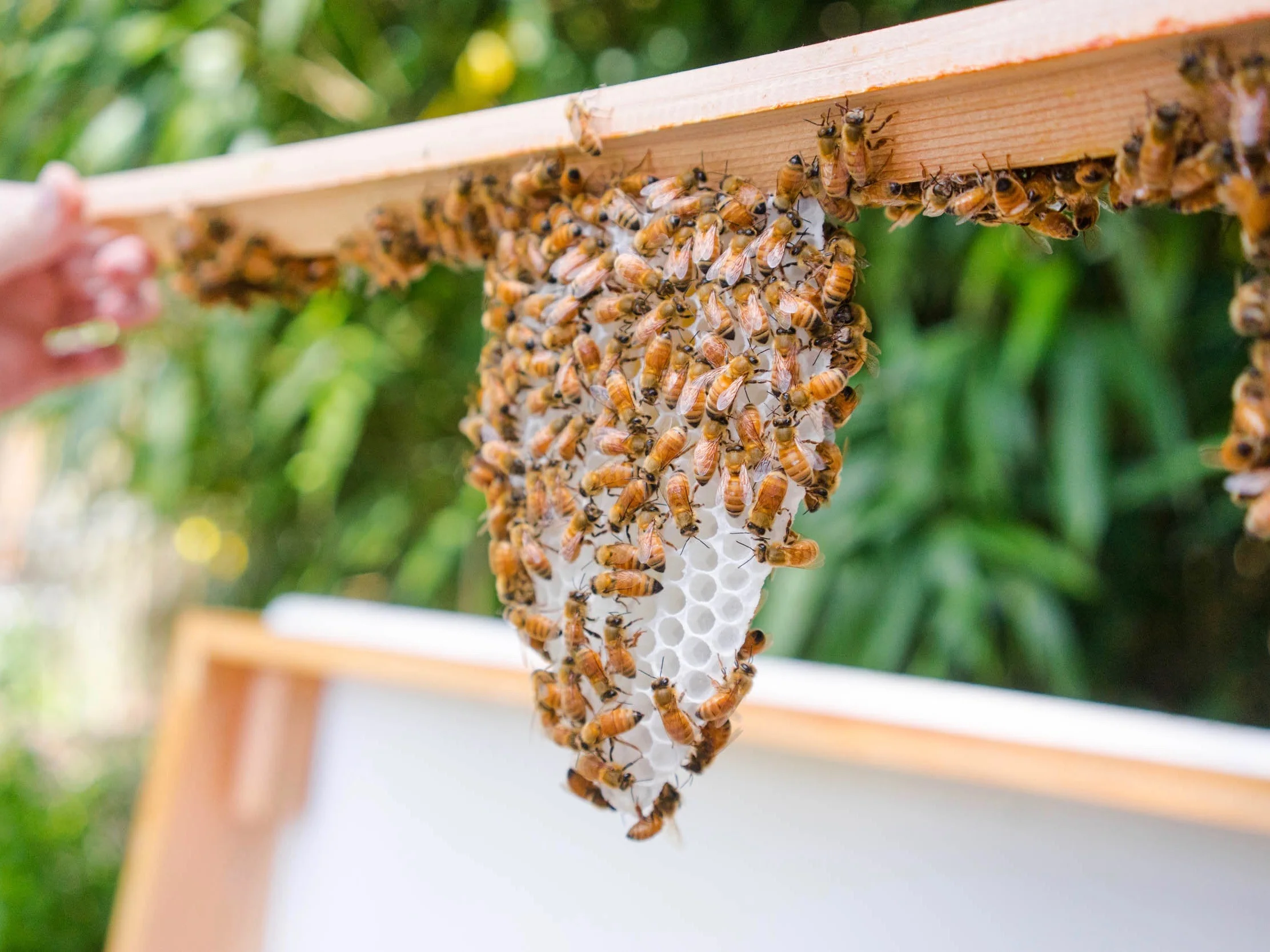 Build Your Own Bee Hive