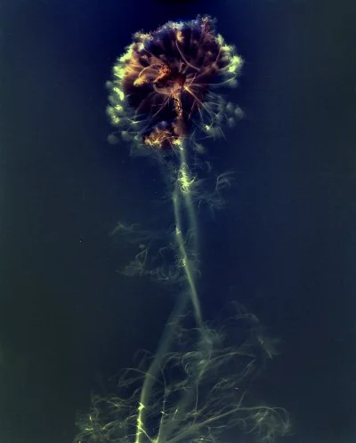 Botanical lumen prints from Lost Connections on The Daily Lumenbox — J ...