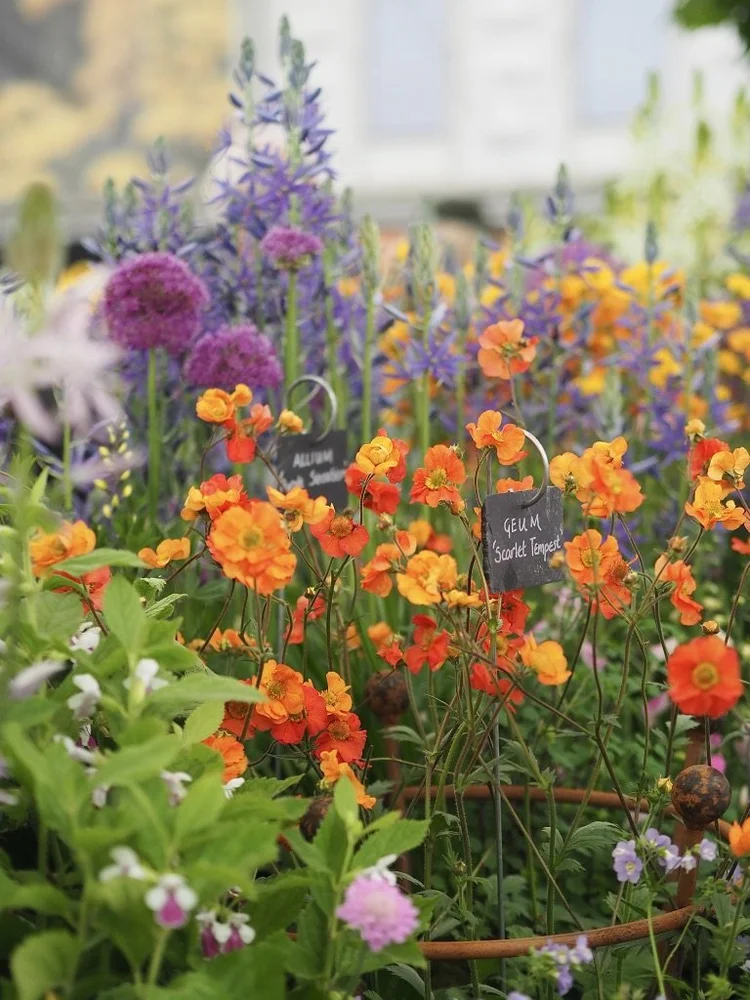 2024 Chelsea Flower Show Unveils Cutting-Edge Garden Designs & Eco ...