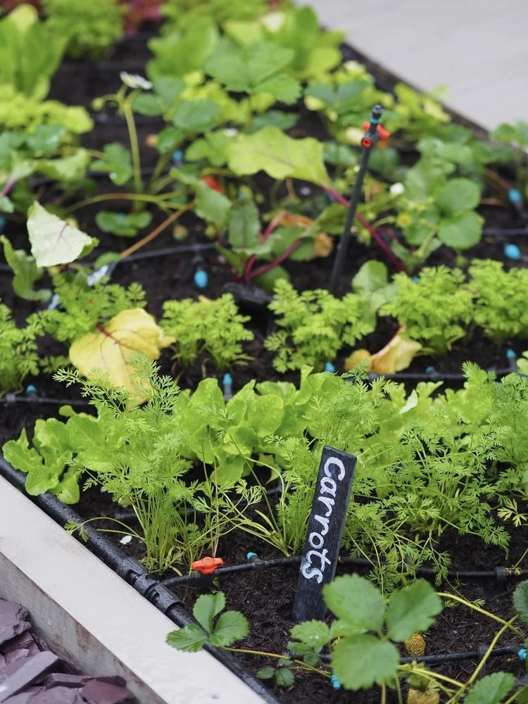 2024 Chelsea Flower Show Unveils Cutting-Edge Garden Designs & Eco ...