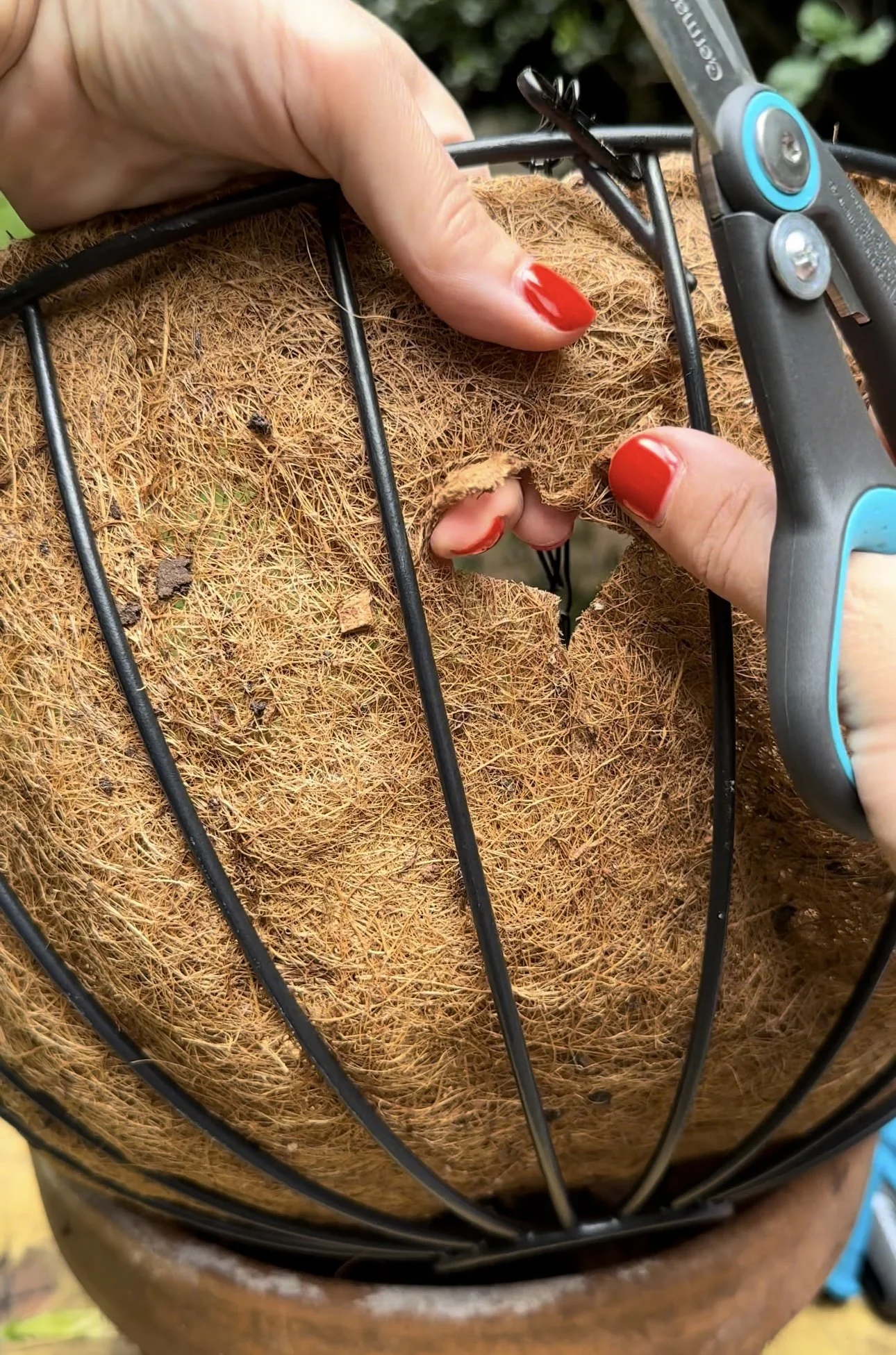 Easy Beginner Tips On How To Make A Successful Hanging Basket — MELANIE ...