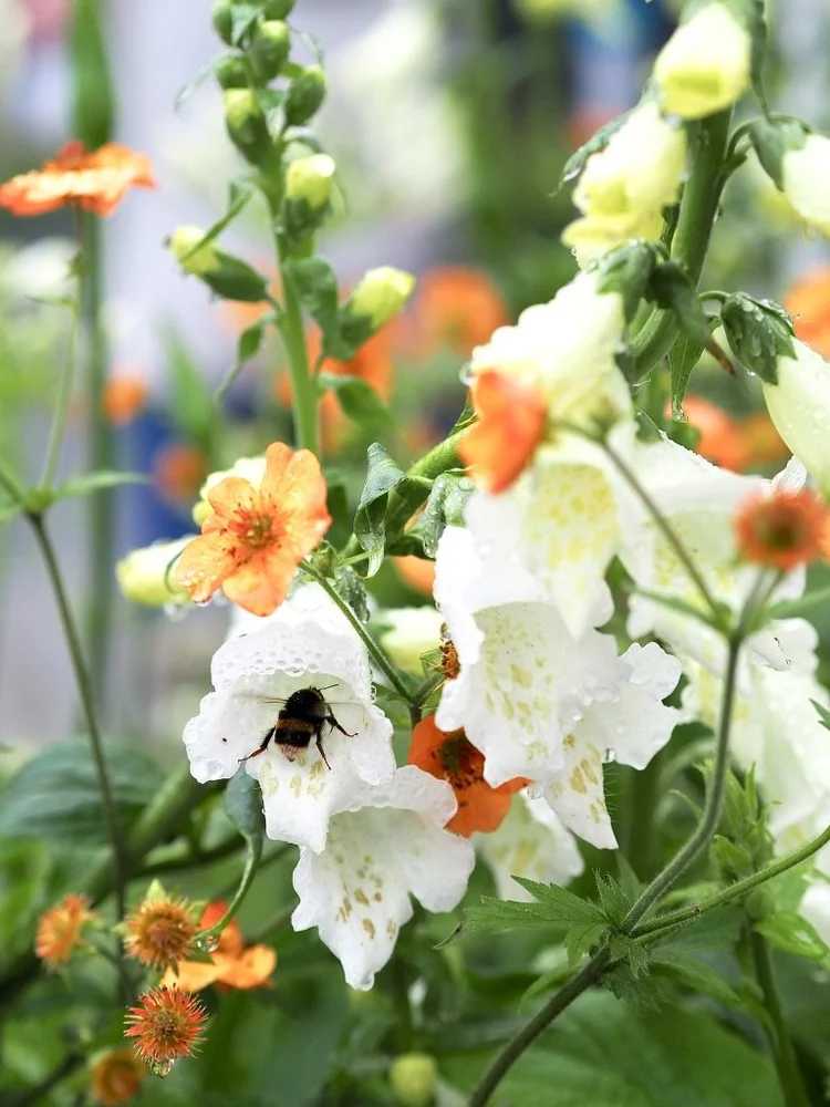 2024 Chelsea Flower Show Unveils Cutting-Edge Garden Designs & Eco ...