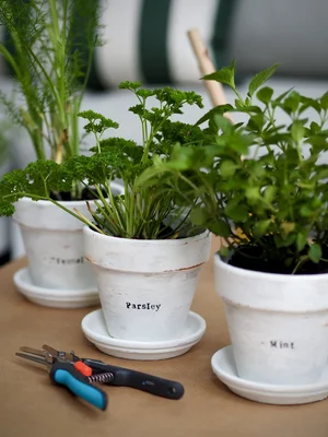 Make These Rustic White Herb Planters In Three Simple Steps — MELANIE ...